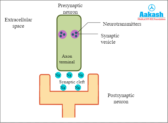 Synapse: Meaning, Types & Transmission of Impulse | AESL